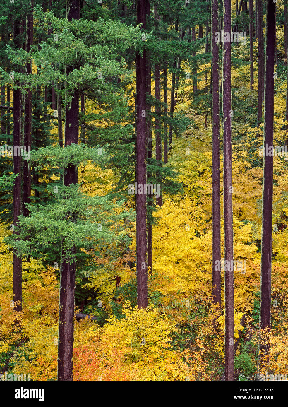 Vine Maple and Douglas fir trees in Fall Willamette National Forest ...