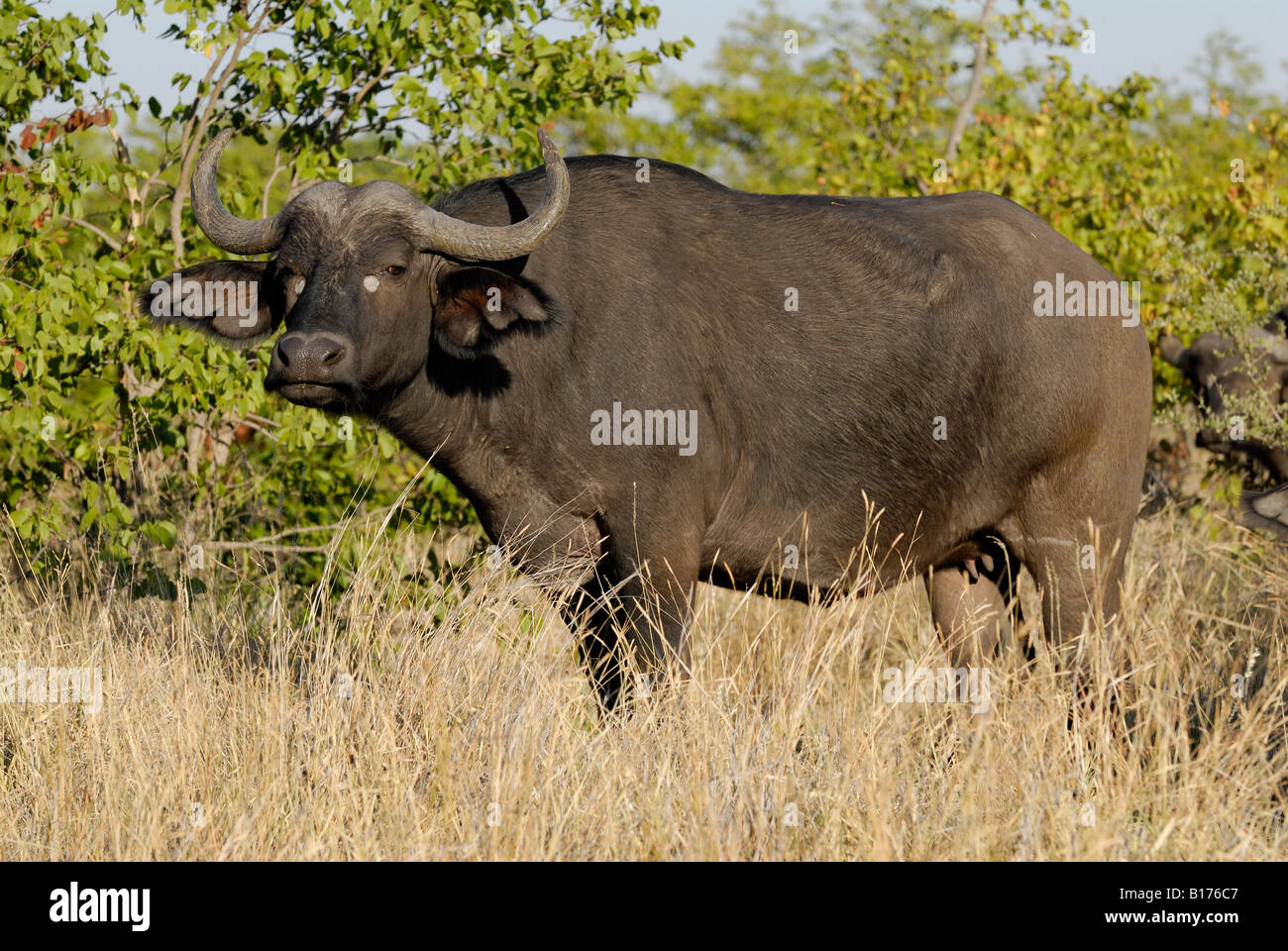 AFRICAN BUFFALO, Syncerus caffer, Kruger National Park, South Africa ...