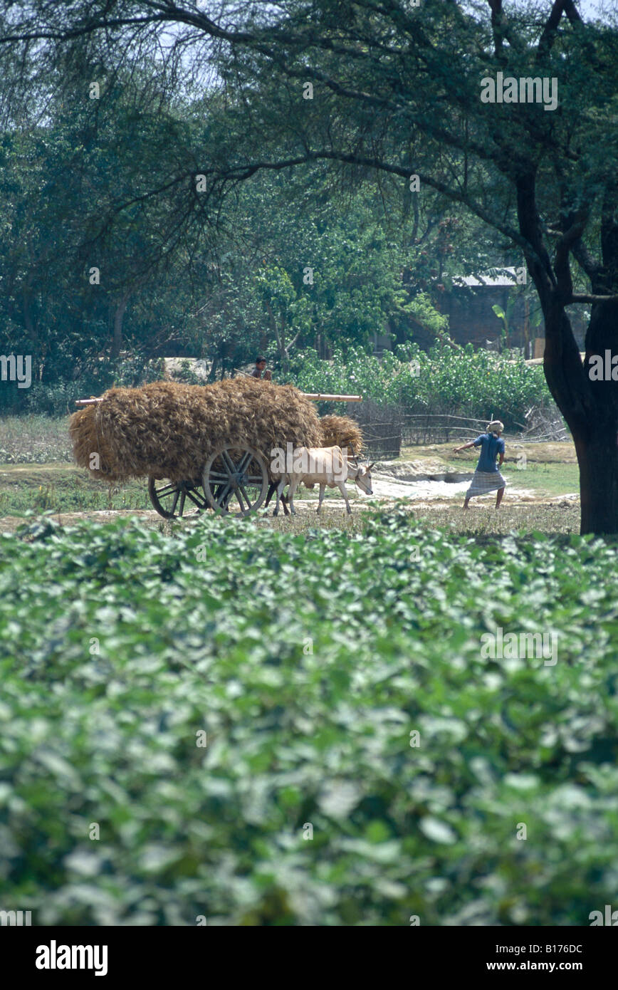 cow and trailer pulling a load of hay Stock Photo - Alamy