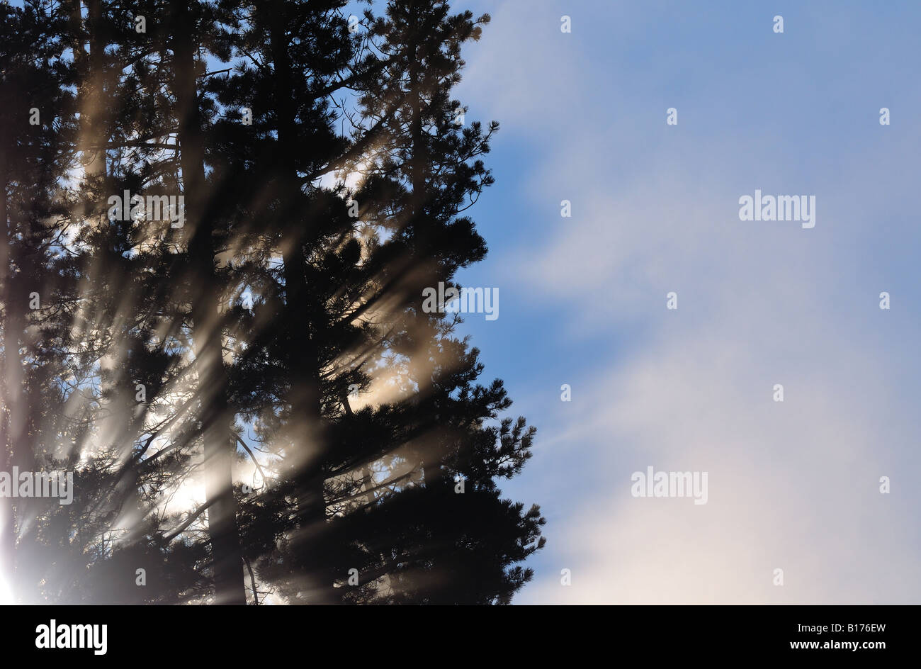 Sunlight shining through the pine trees Stock Photo - Alamy