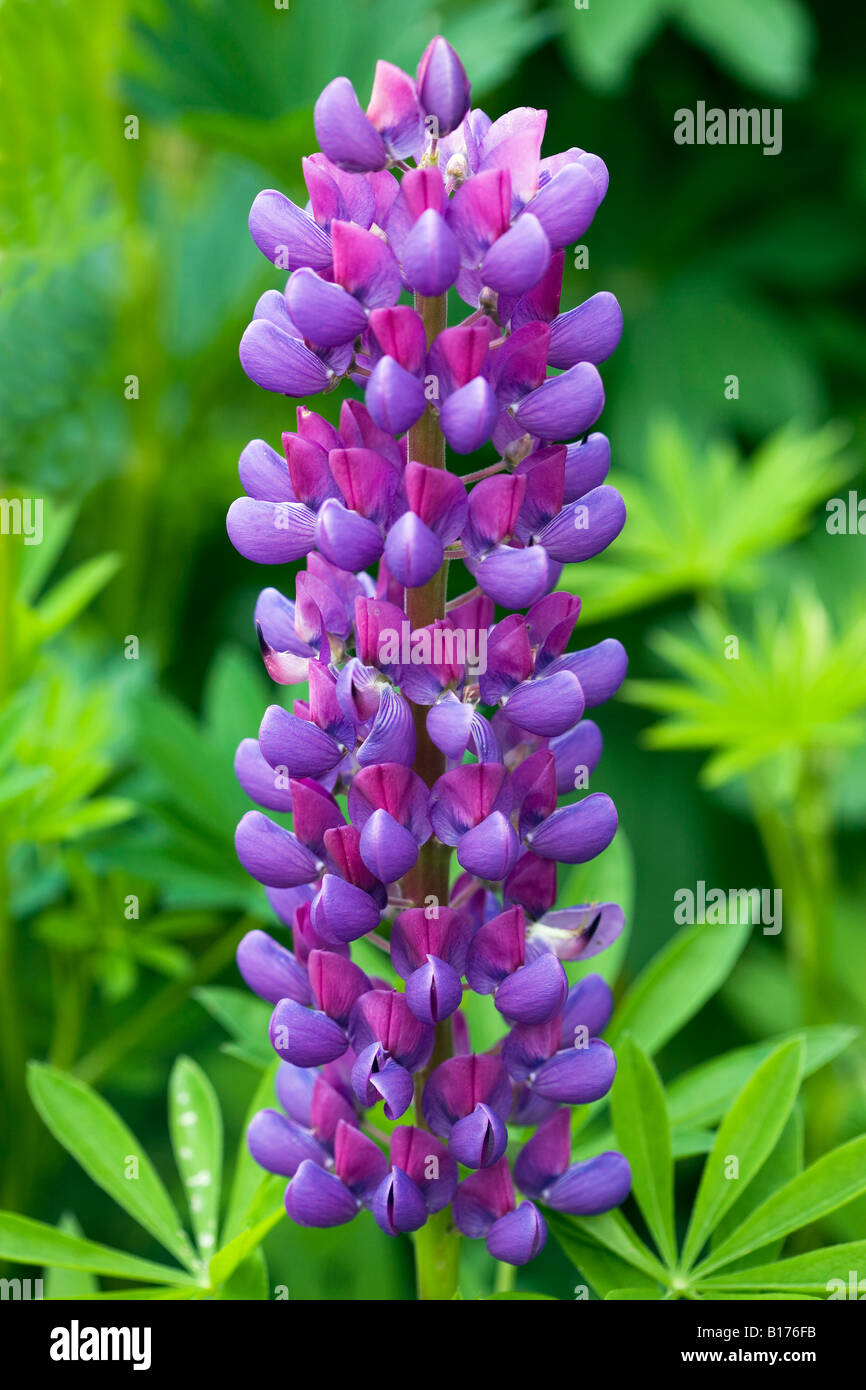 Lupinus plants hi-res stock photography and images - Alamy