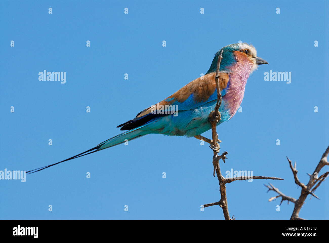 Coracias africana hi-res stock photography and images - Alamy