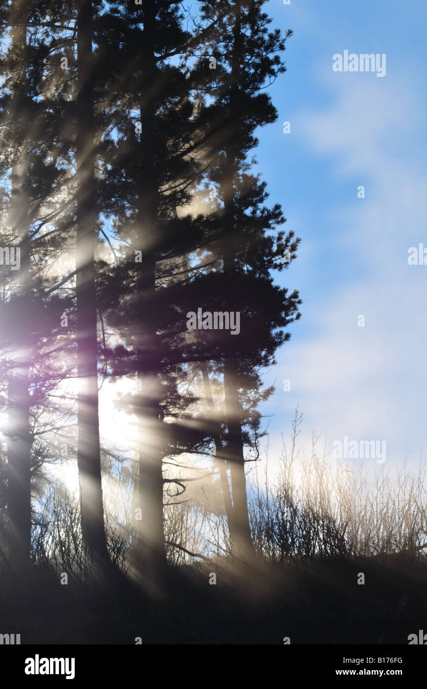 God Rays through the trees Stock Photo - Alamy
