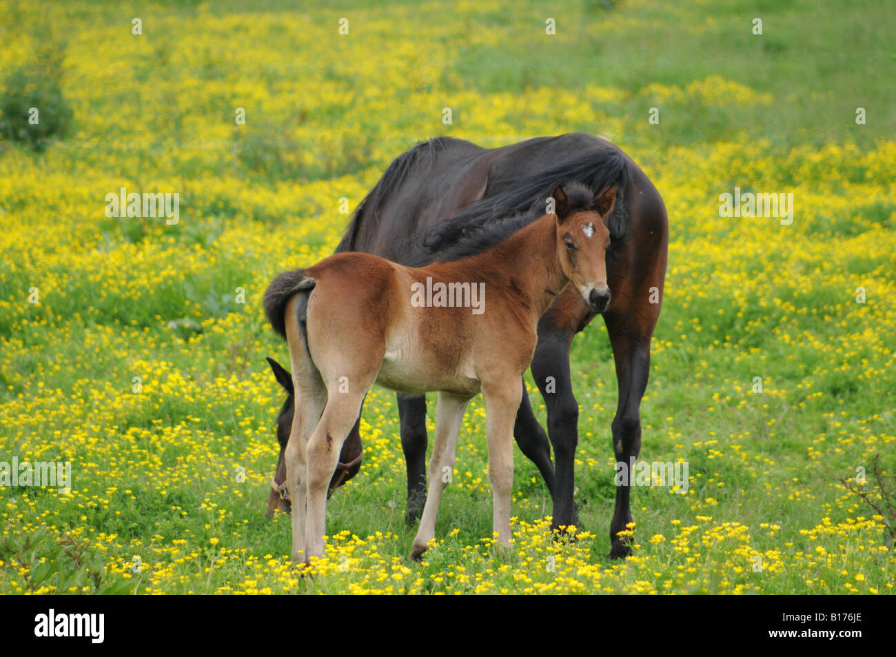 Young colt with mare Stock Photo - Alamy