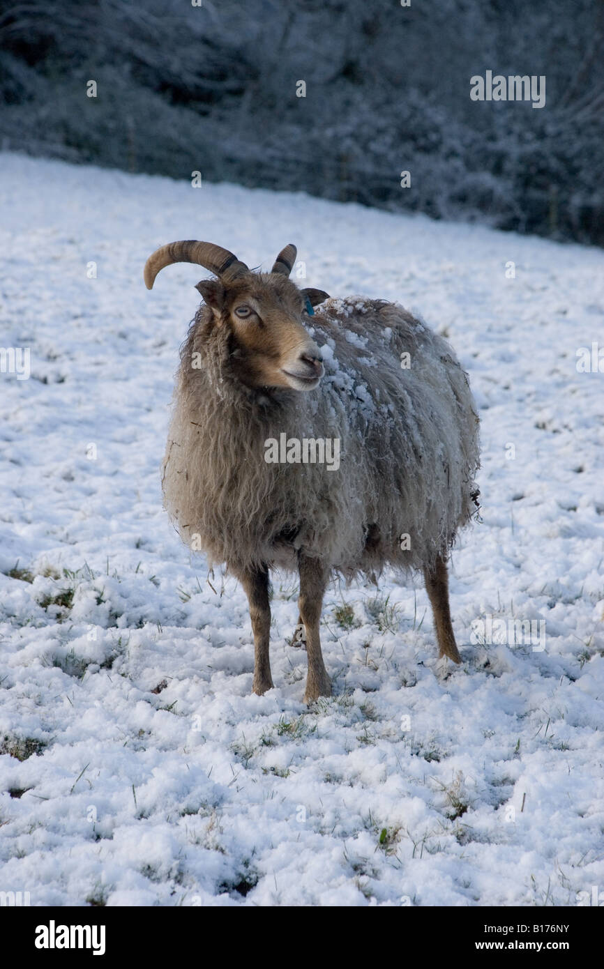 North Ronaldsay Sheep in the snow Stock Photo - Alamy
