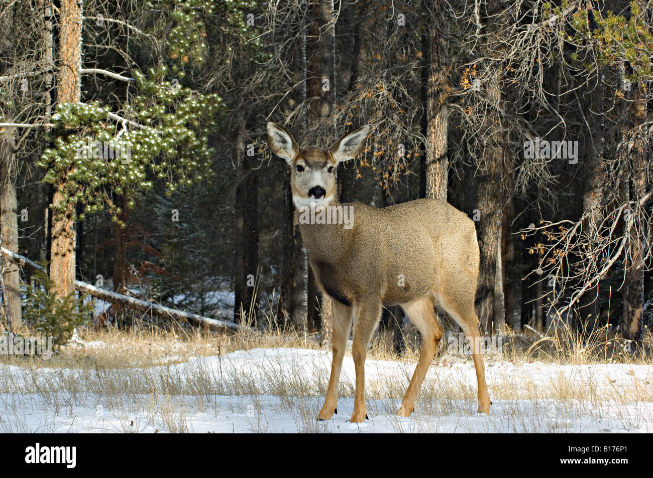 A mule deer portrait Stock Photo - Alamy