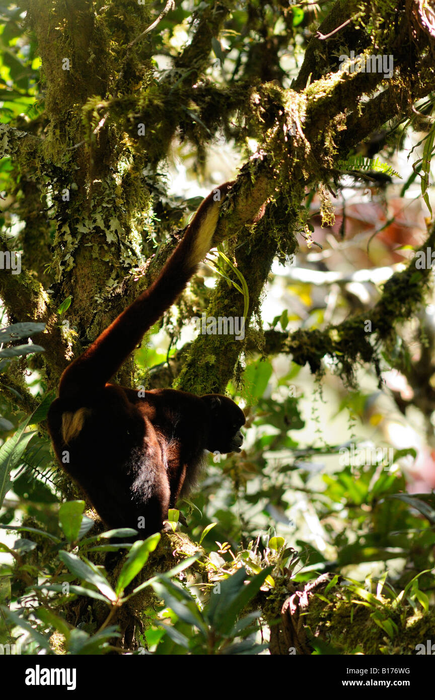 Yellow-tailed Woolly monkey Oreonax flavicauda WILD Alto Mayo Amazonas ...