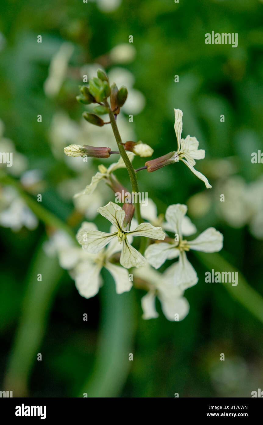 Rocket in flower, Spring 2008 Stock Photo - Alamy