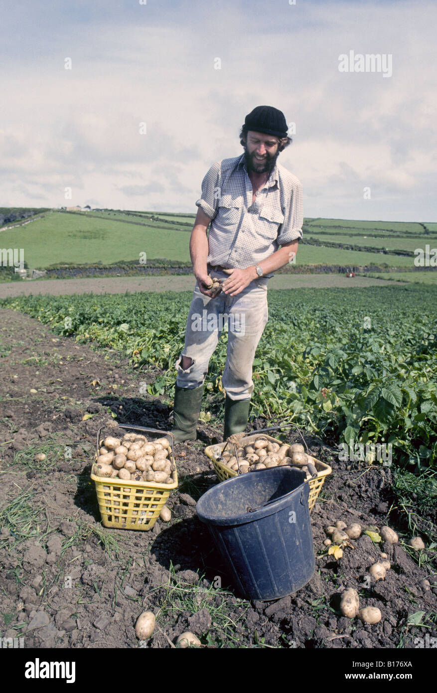 British farm potato hi-res stock photography and images - Alamy
