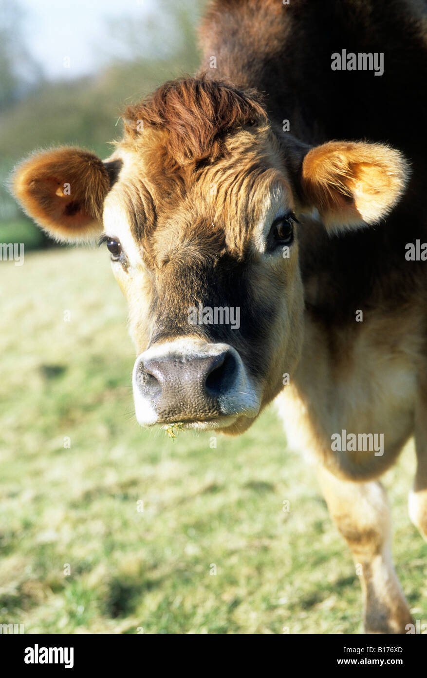 Channel island cow in autumn sun looking curious Stock Photo - Alamy