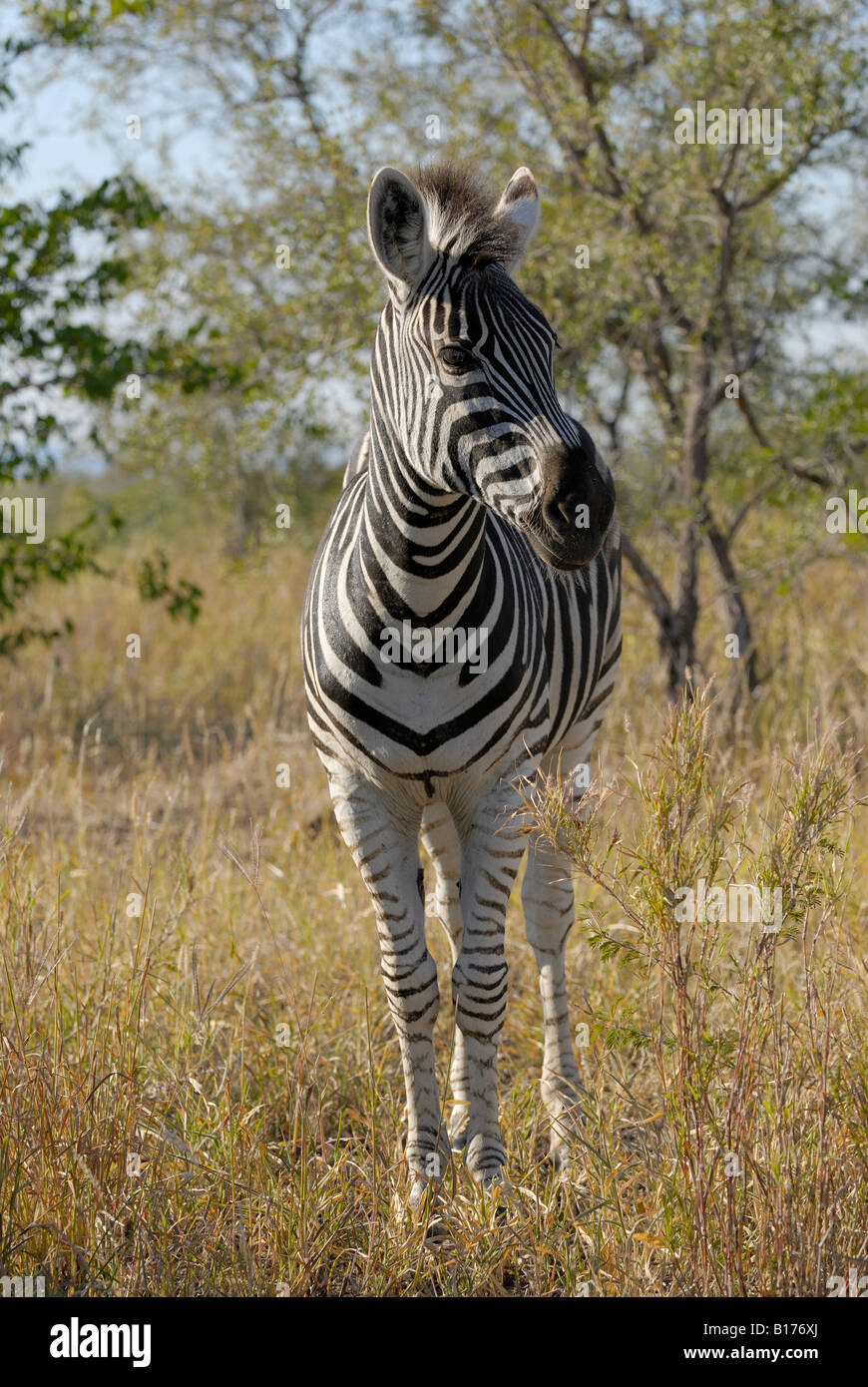 young Zebra, EQUUS BURCHELLI, foal, KRUGER NATIONAL PARK, SOUTH AFRICA ...