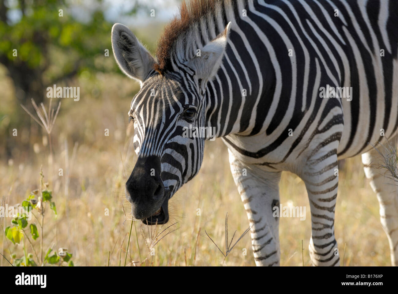 young Zebra, EQUUS BURCHELLI, foal, KRUGER NATIONAL PARK, SOUTH AFRICA ...