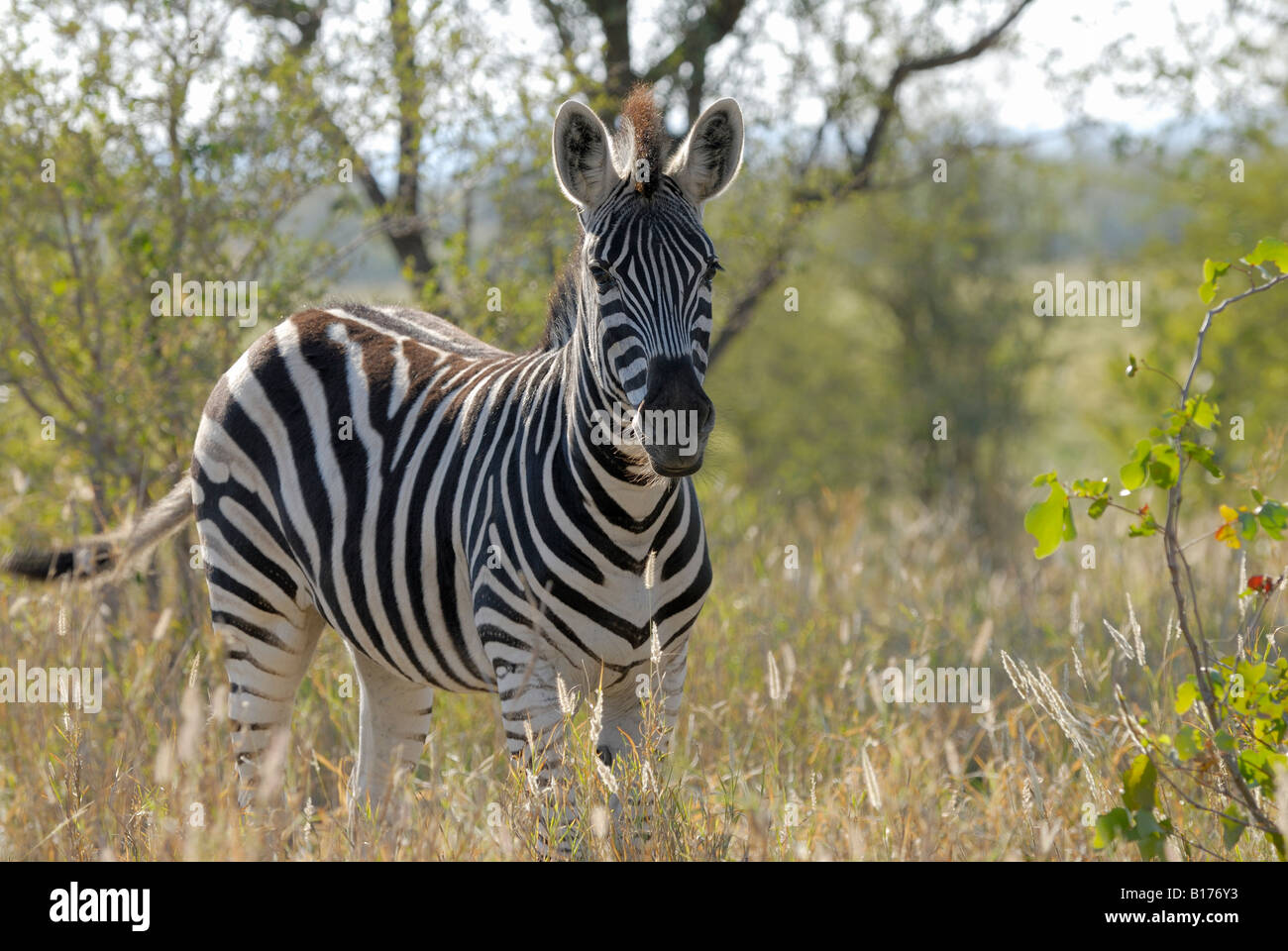 young Zebra, EQUUS BURCHELLI, foal, KRUGER NATIONAL PARK, SOUTH AFRICA ...