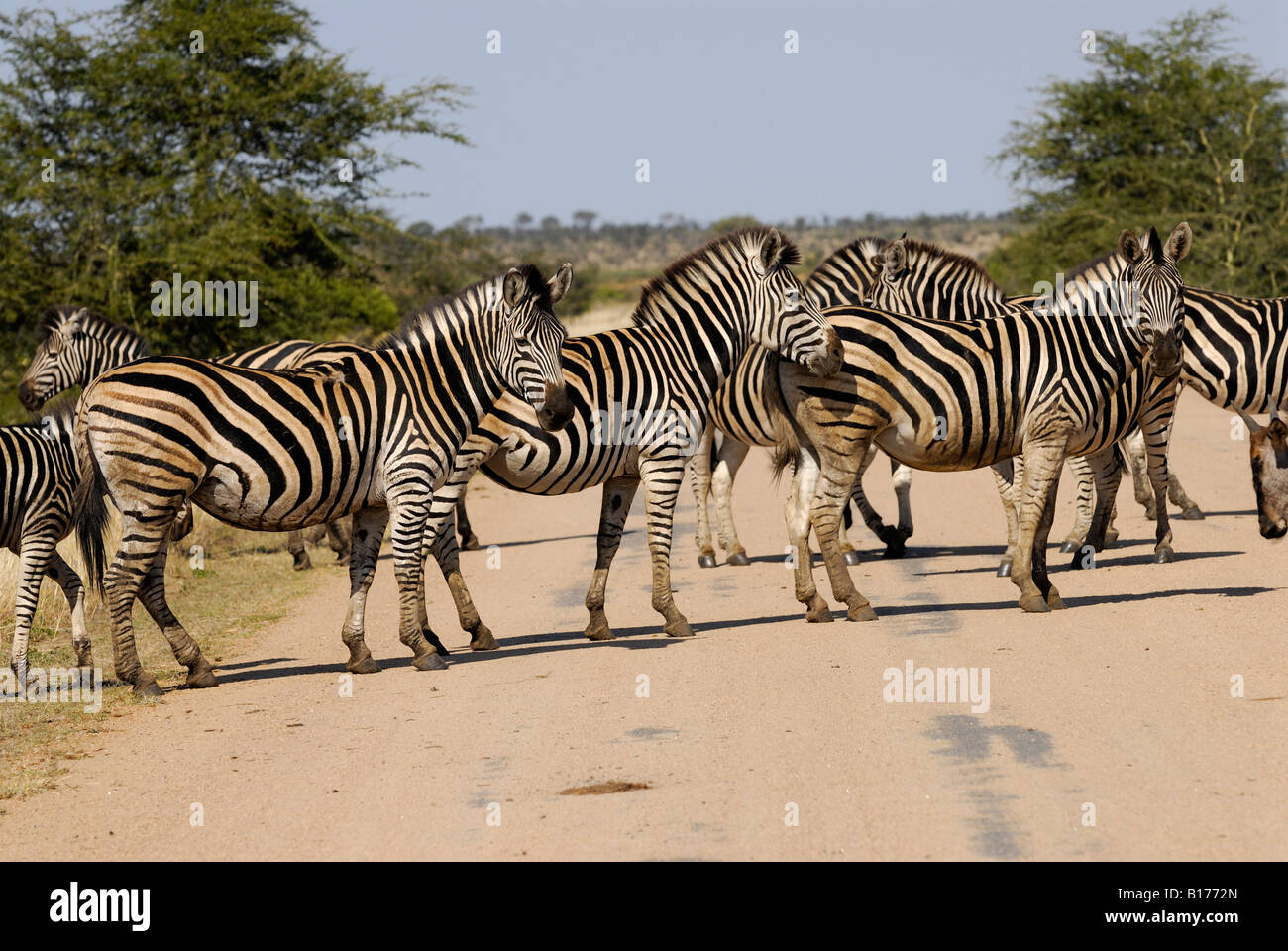 Zebra horse cross hi-res stock photography and images - Alamy