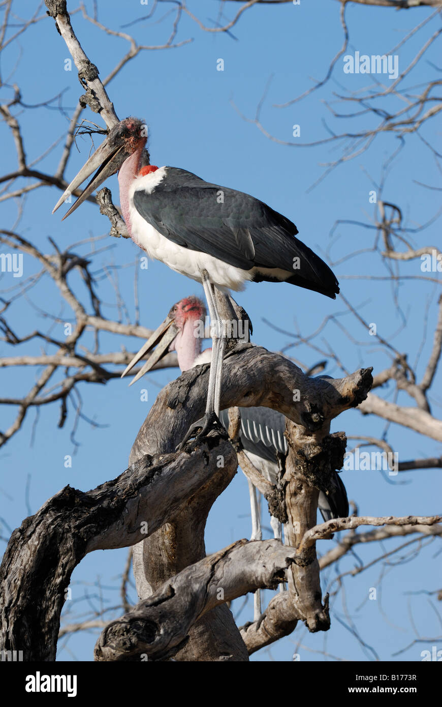 Marabou storch hi-res stock photography and images - Alamy