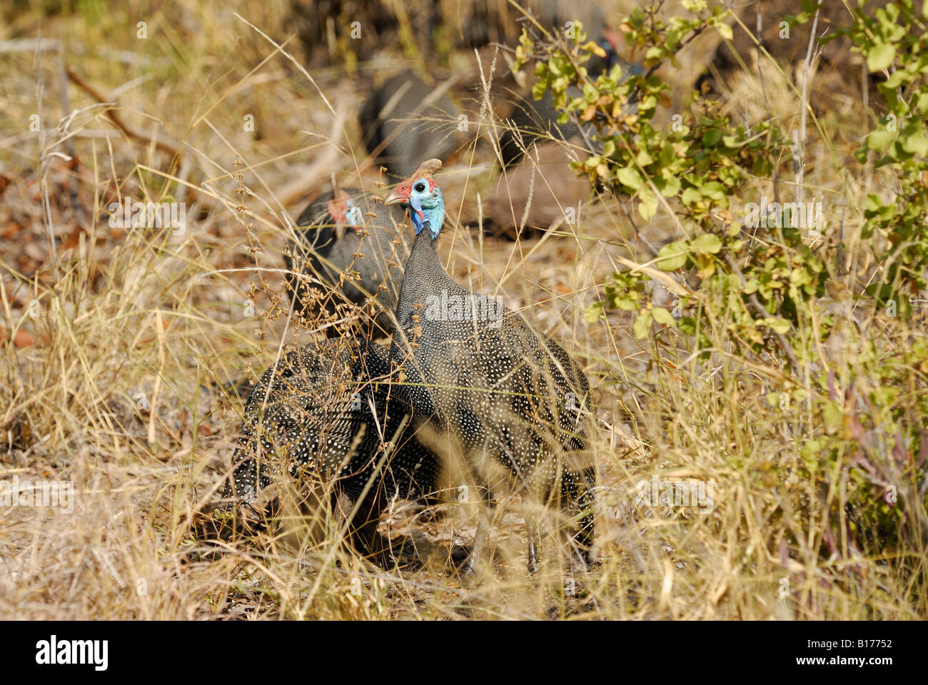 Guinea savannah woodland hi-res stock photography and images - Alamy