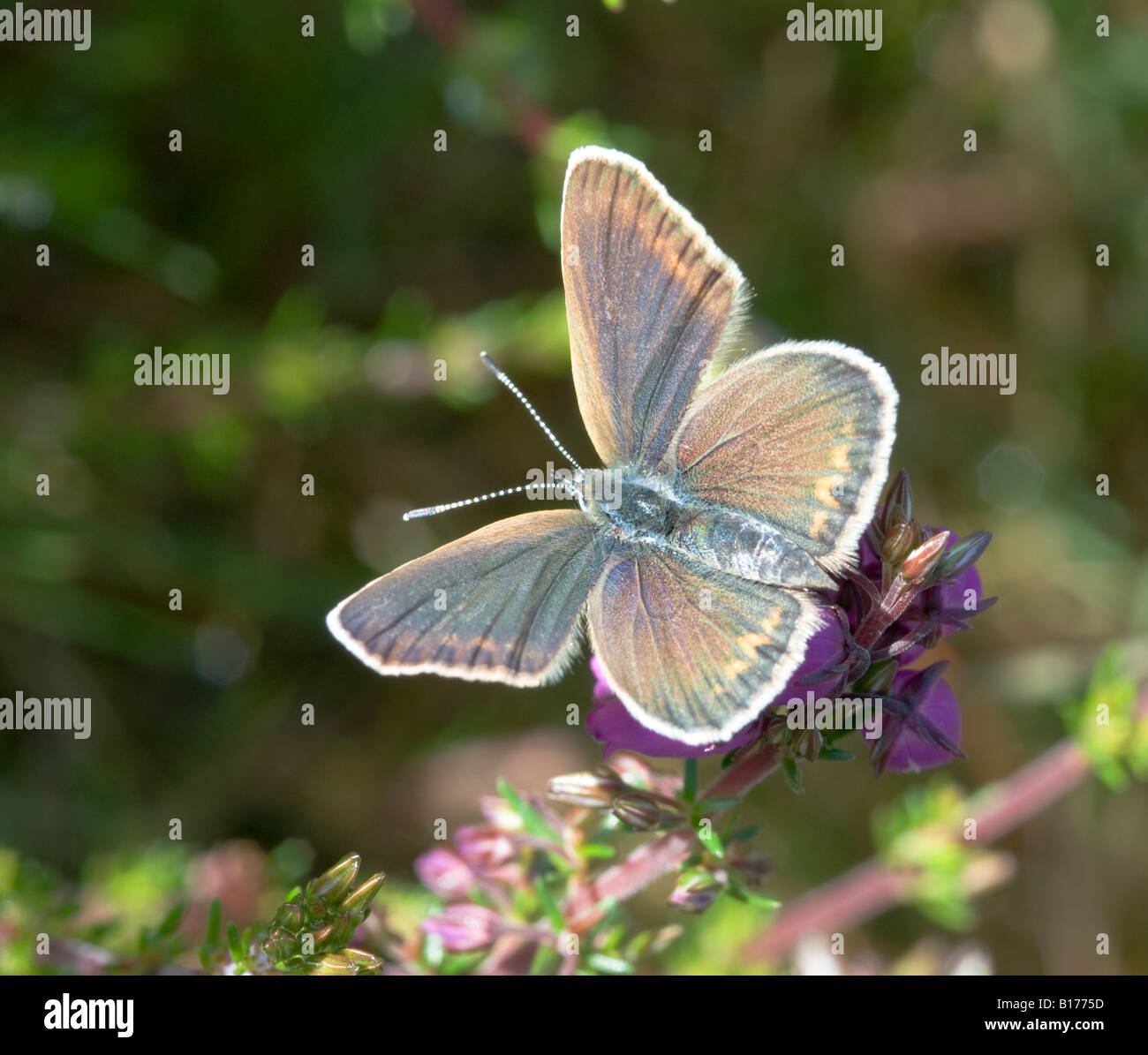 Iping west sussex hi-res stock photography and images - Alamy