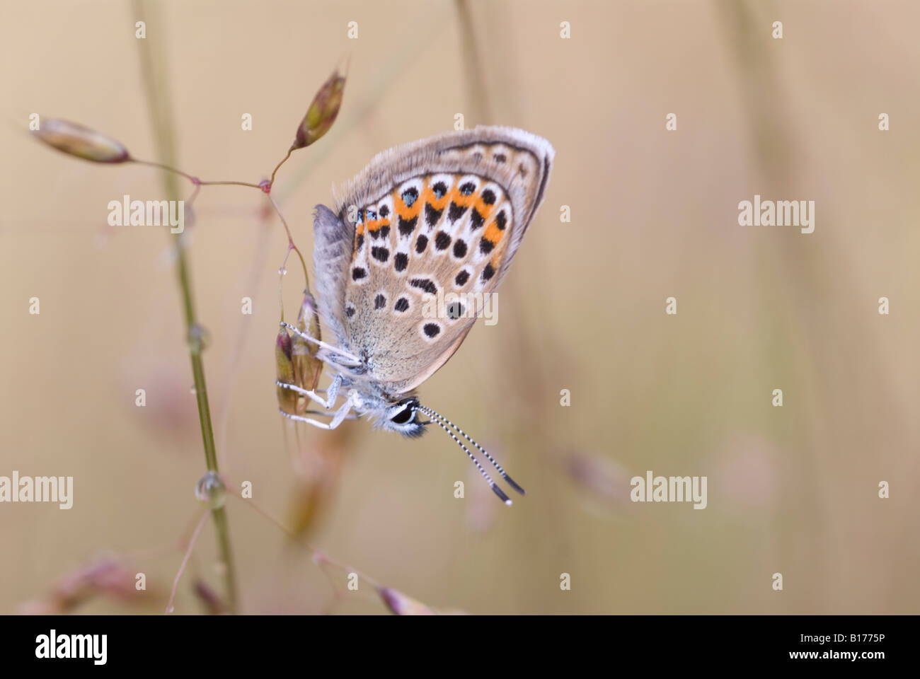 Silver studded blue butterfly, Plebejus argus, Female, Iping Common ...