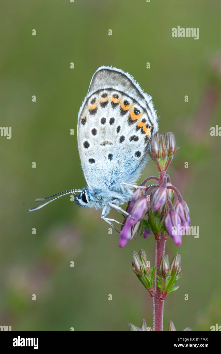 Silver-studded blue, Plebejus argus, male with wings closed, Iping ...