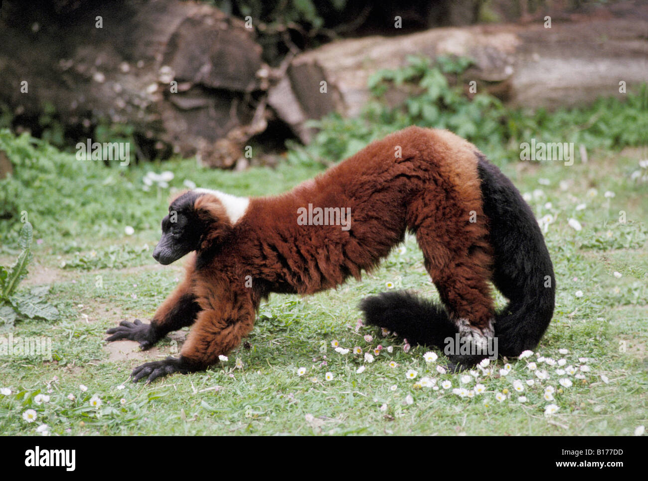 Red Ruffed Lemur Varecia variegata rubra lemur vari rouge rubra ...