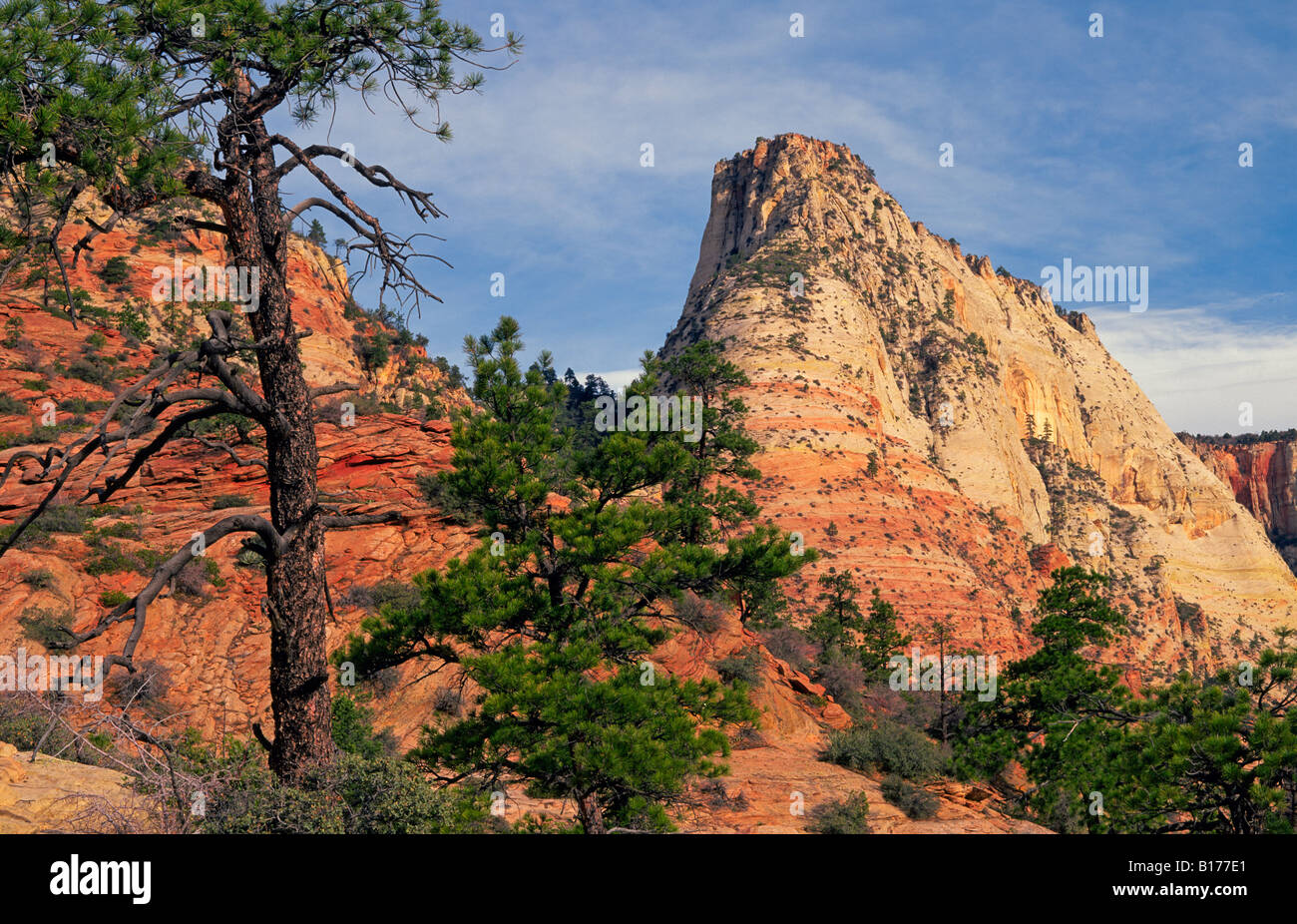 USA UTAH ZION NATIONAL PARK A pinon tree beneath the towering slickrock ...