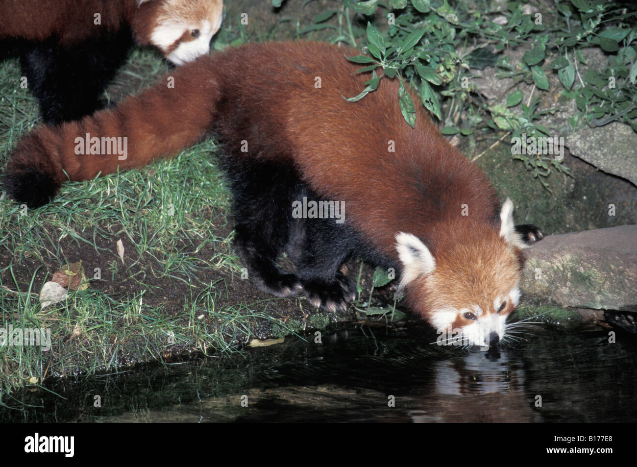 petit panda Kleiner Panda Red Panda Lesser Panda Ailurus fulgens ...