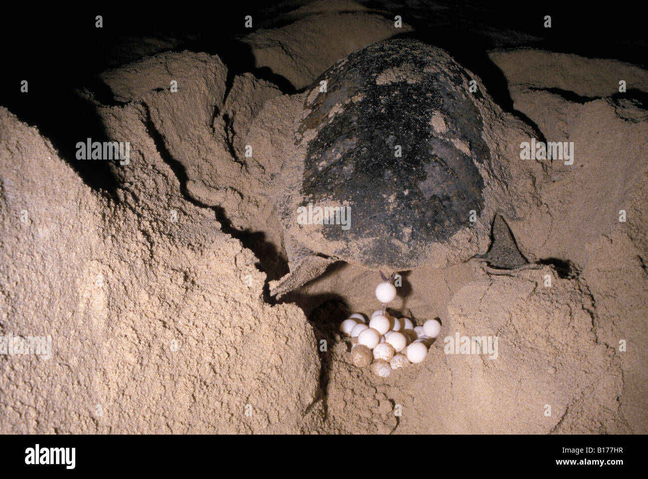 LOGGERHEAD SEA TURTLE Caretta caretta FEMALE LAYING EGGS IN NEST IN ...