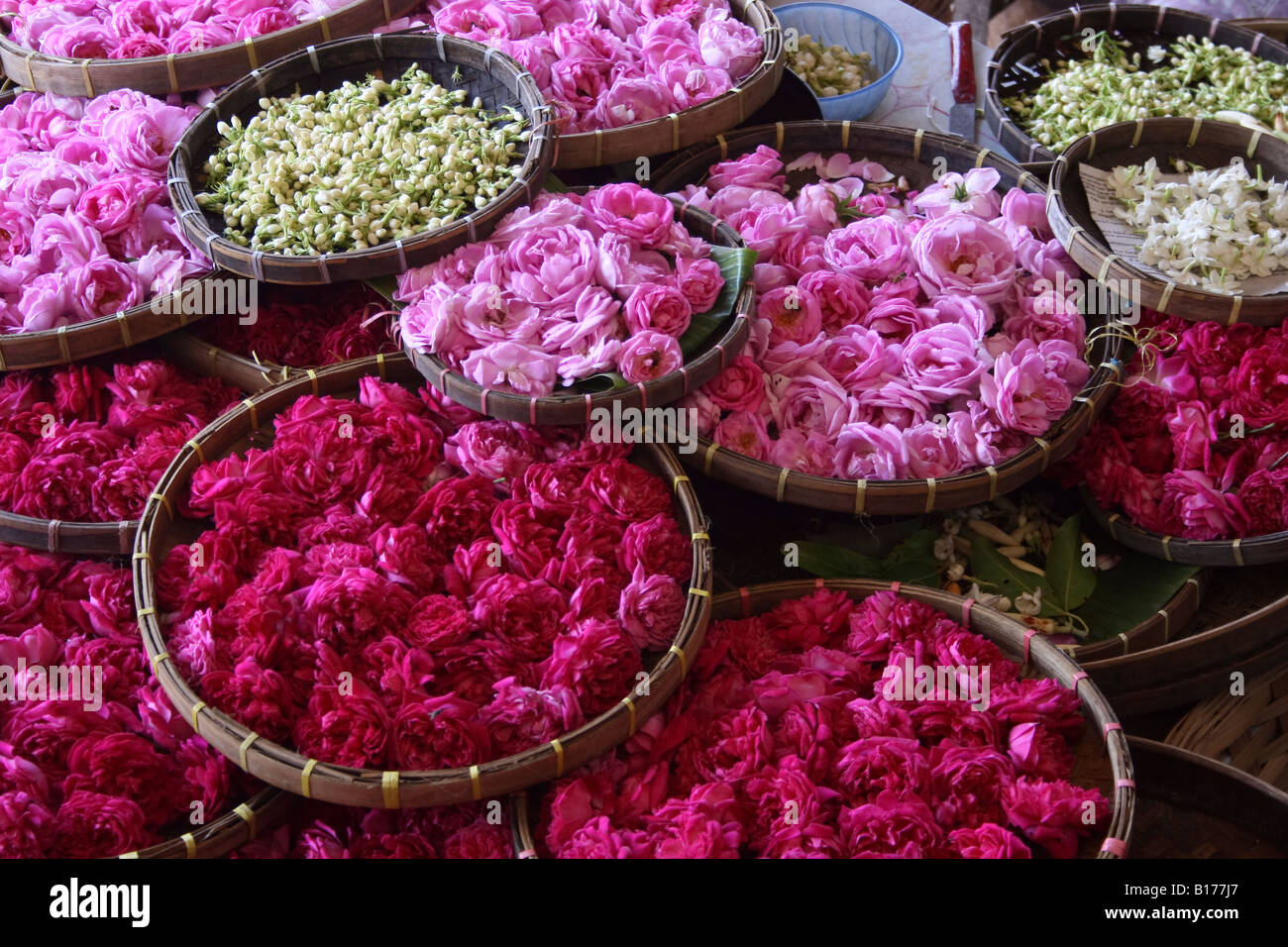 pink roses on the flower market in Solo Indonesia Stock Photo - Alamy