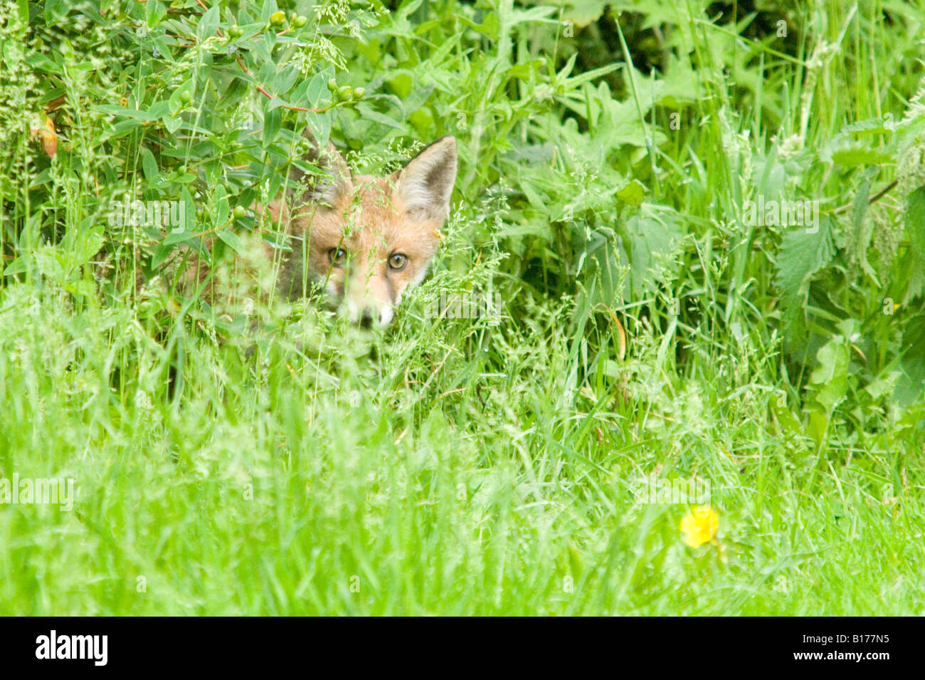Fox cub peering out from grasses Stock Photo - Alamy