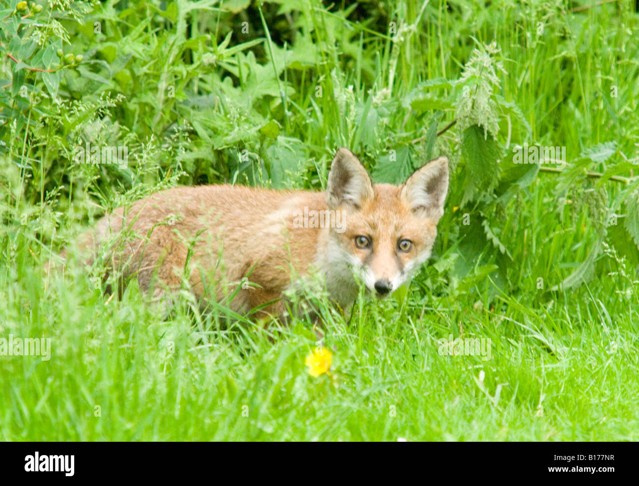 Fox cub with flower Stock Photo - Alamy