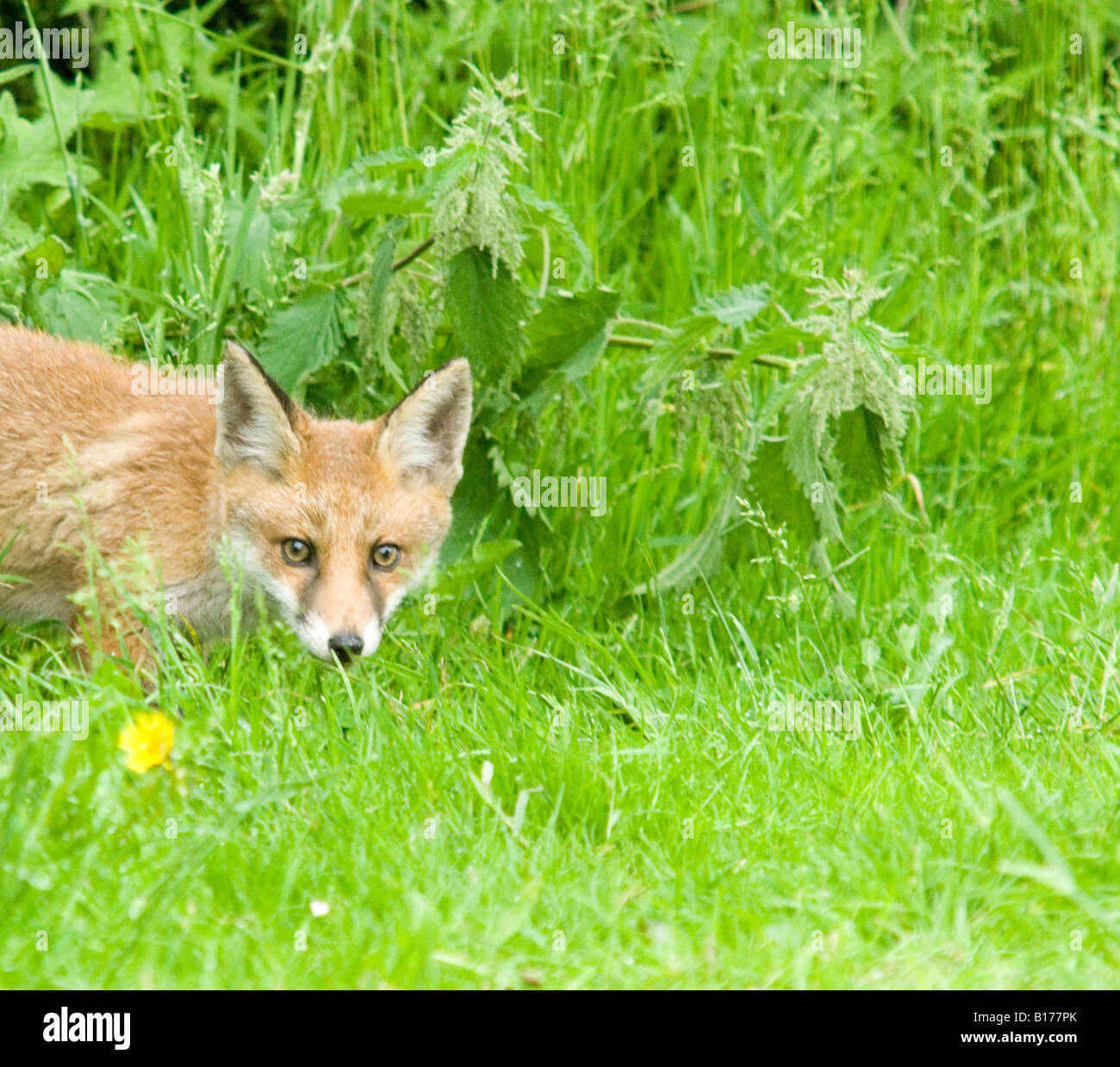 Fox cub peeking out Stock Photo - Alamy