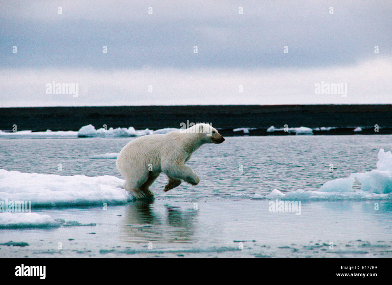 Polar Bear Ursus maritimus Thalarctos maritimus walking over ice flows ...