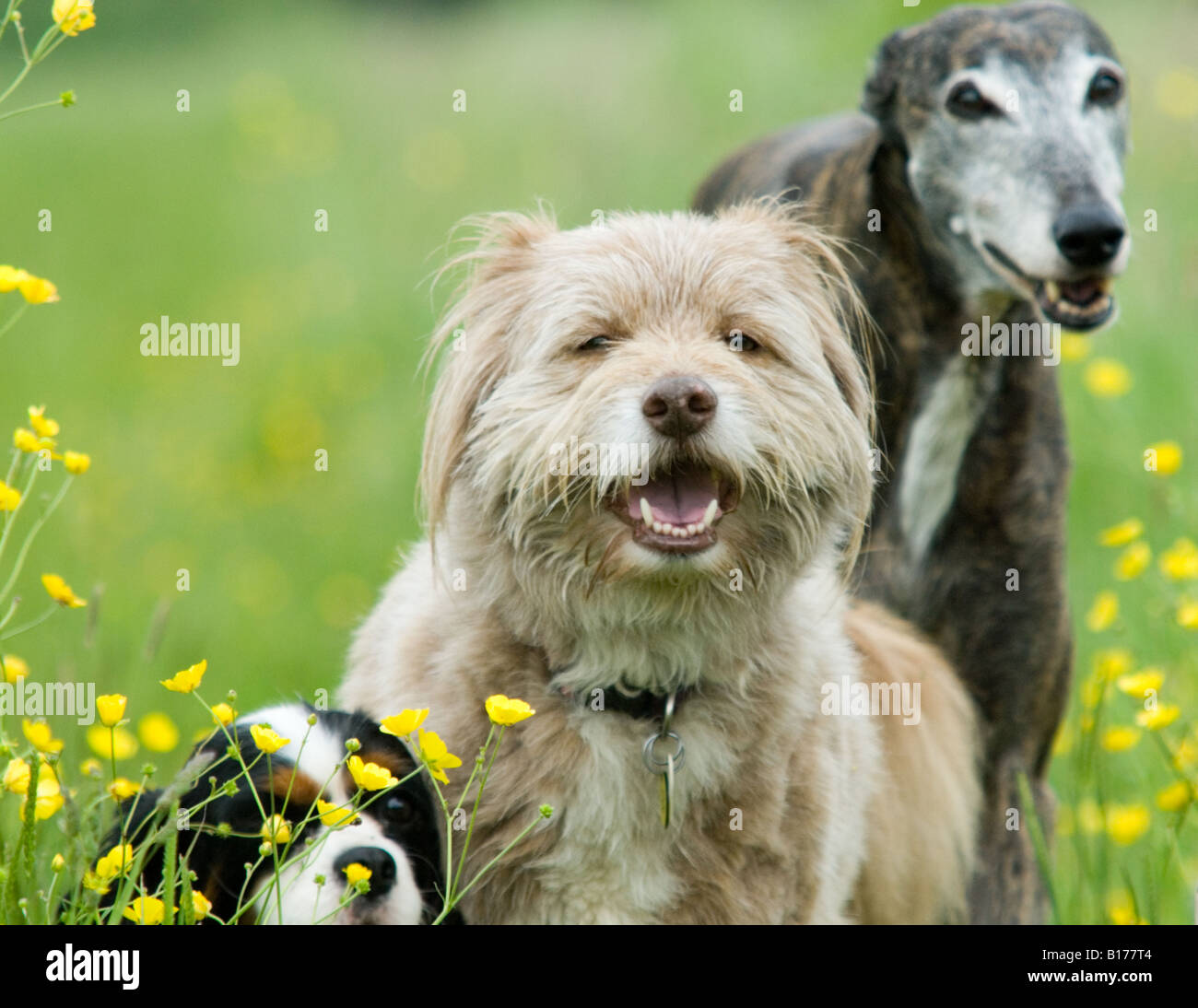 Cute, fluffy, unusual k9 dog in relaxed pose with adorable fluffy ears ...