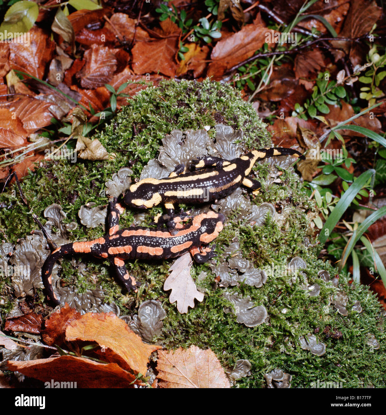 Feuersalamander Salamandre tachetée European Fire Salamander Salamandra ...