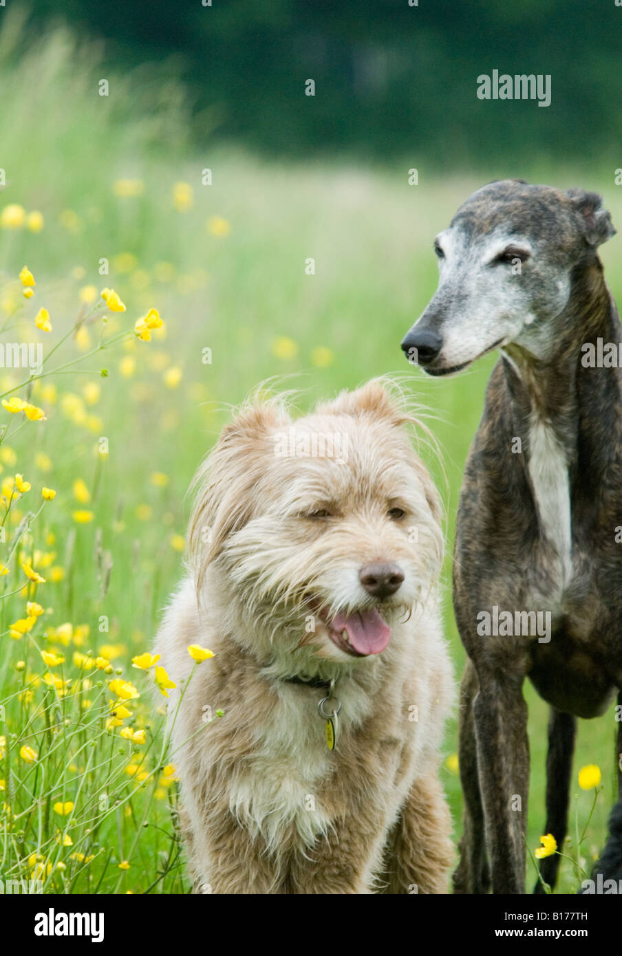 Cute, fluffy, unusual k9 dog in relaxed pose with adorable fluffy ears ...