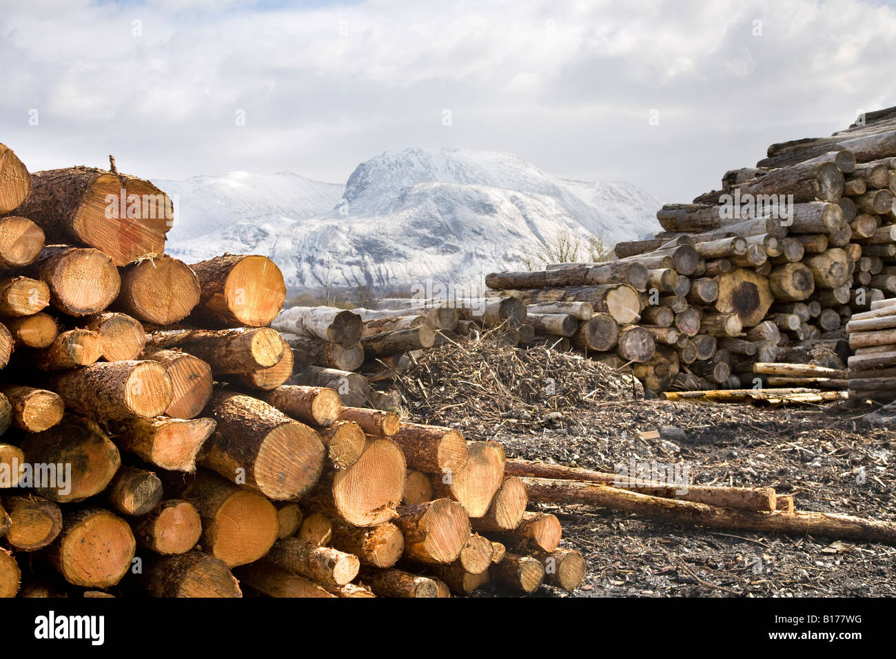 Cut Logs, felled trees, tree trunks, lumber, logging, wooden, pile ...