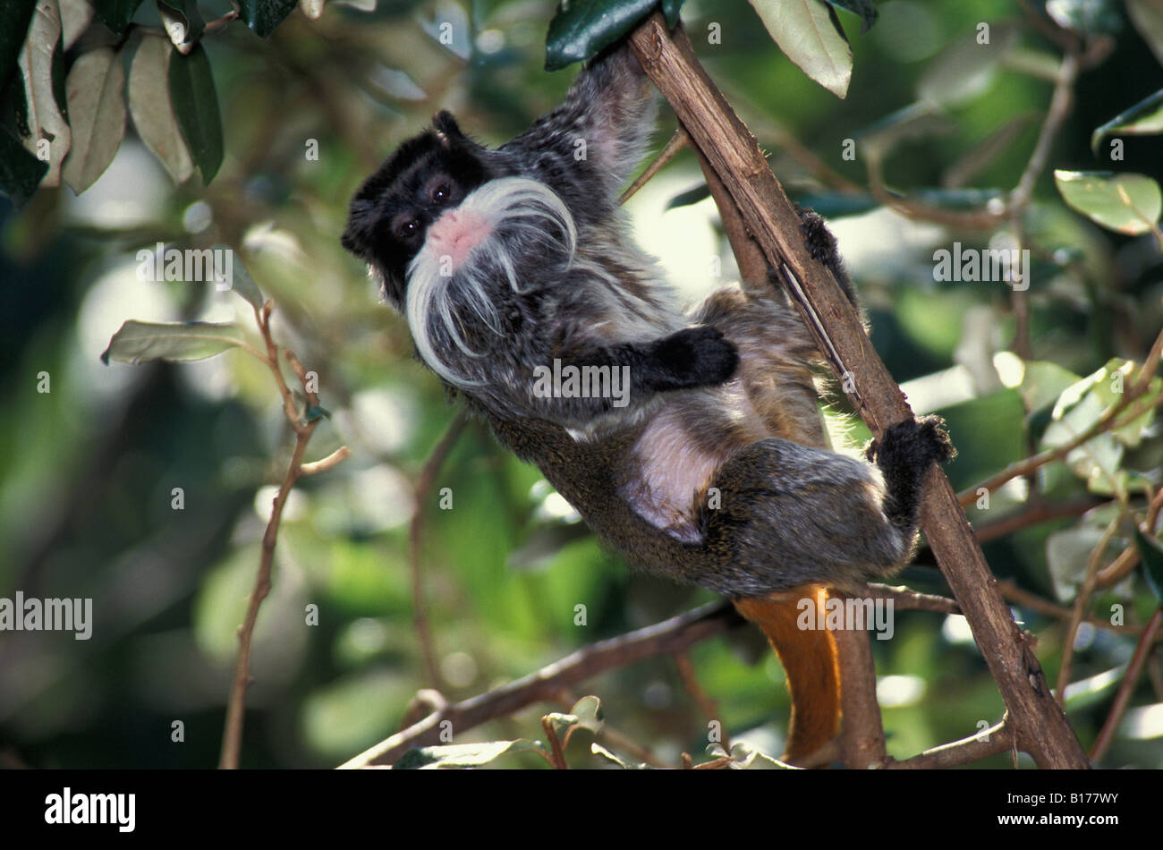 ouistiti a moustaches emperor tamarin saguinus imperator animal animals ...