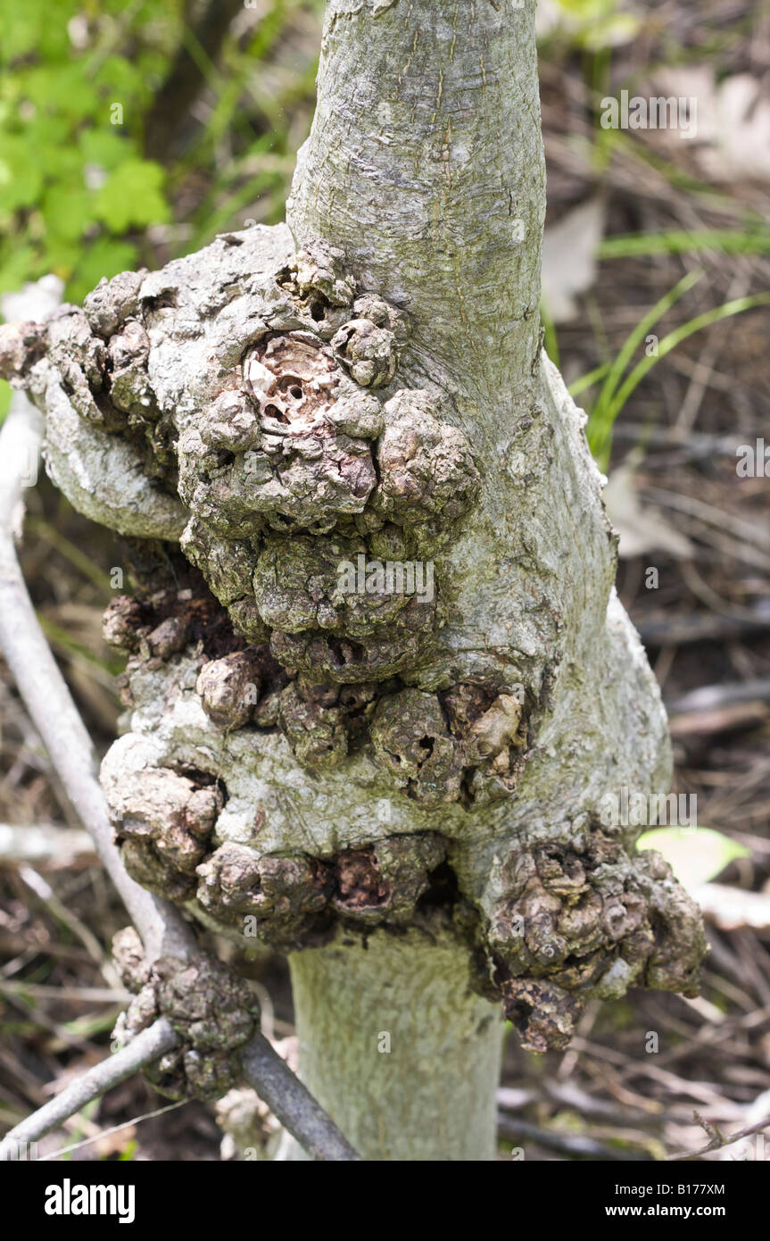 Tree gall tumor hi-res stock photography and images - Alamy