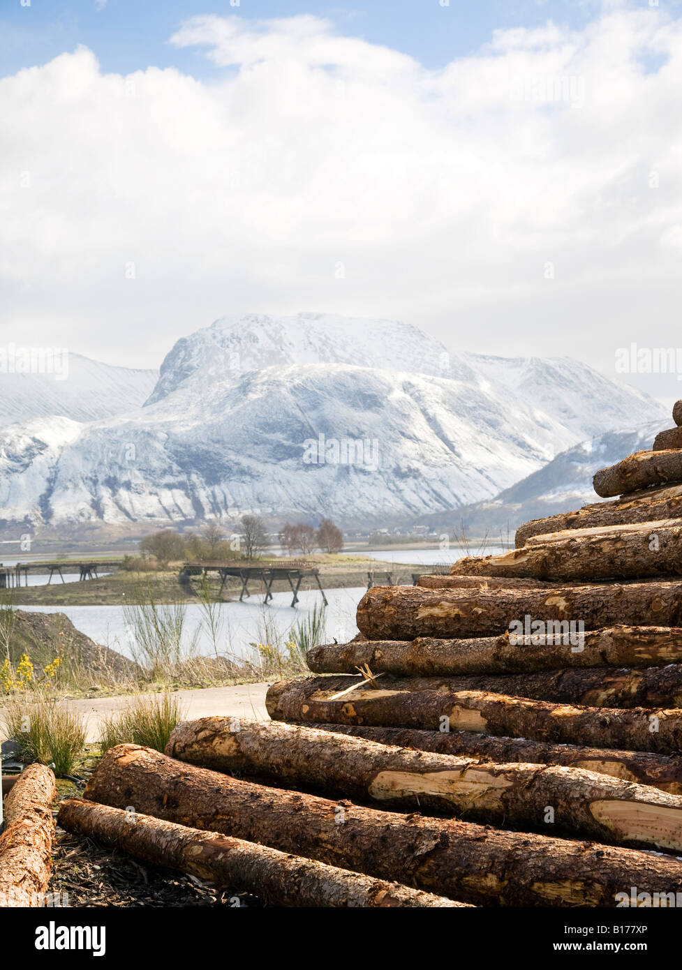 Cut Logs, felled trees, tree trunks, lumber, logging, wooden, pile ...