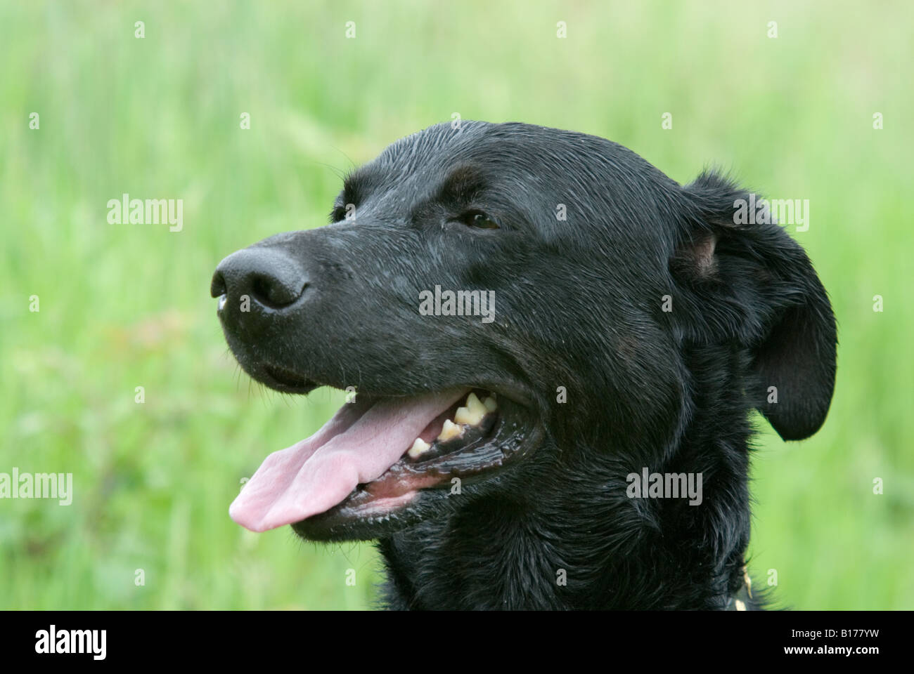 Labrador head hi-res stock photography and images - Alamy