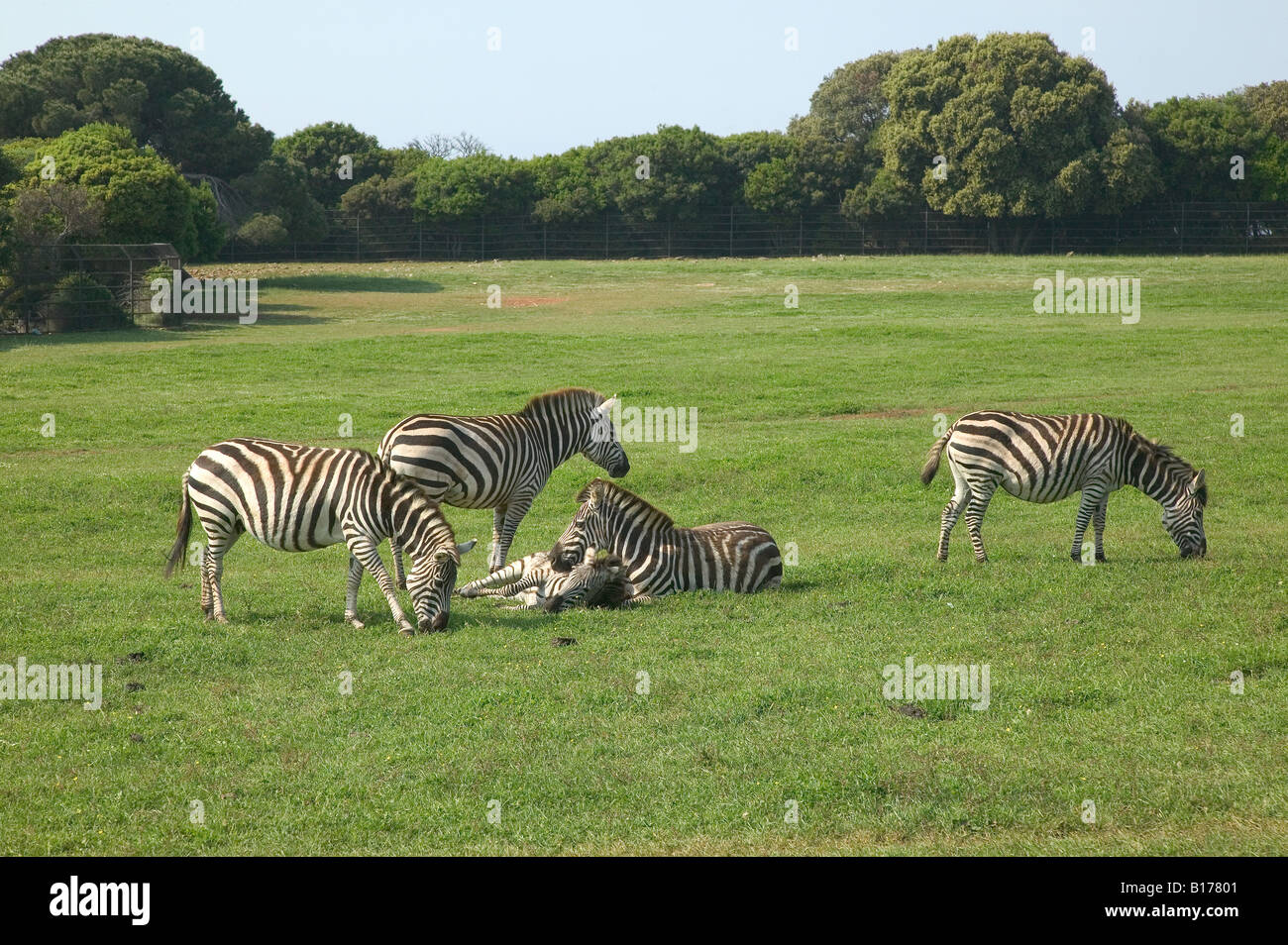 Brijuni safari park hi-res stock photography and images - Alamy