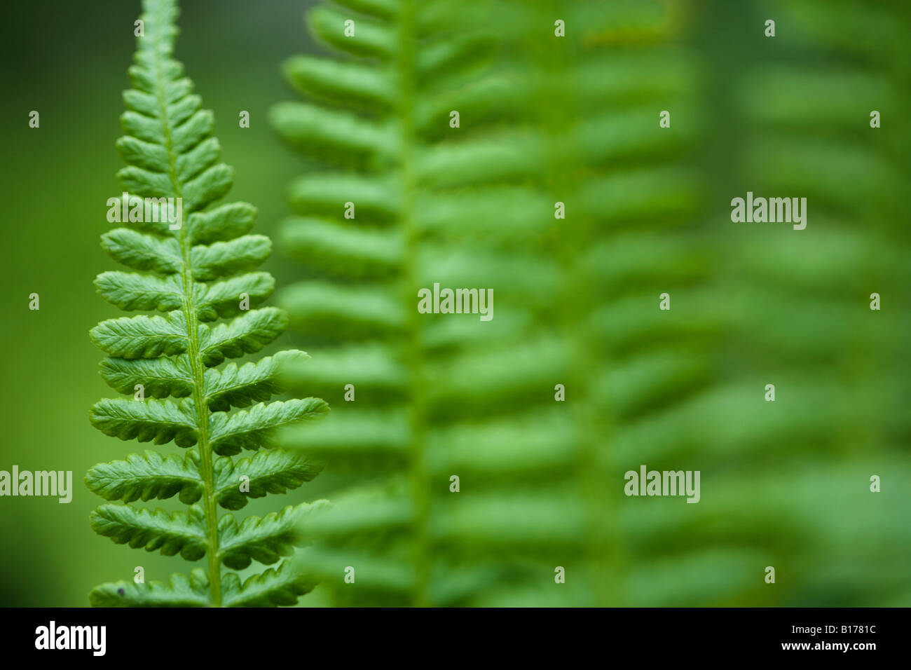 close up on fern leaves Stock Photo - Alamy
