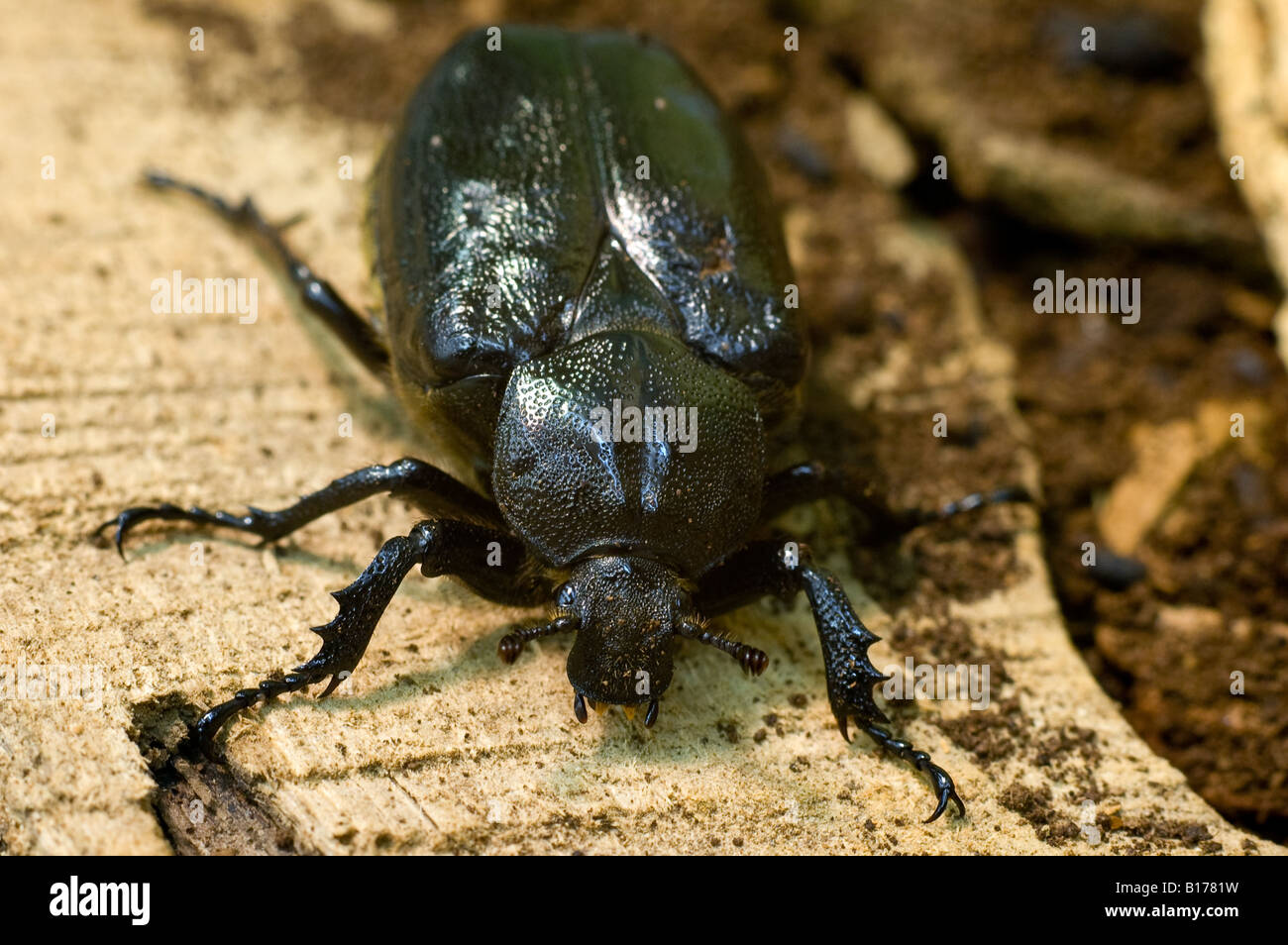 The Hermit beetle (Osmoderma eremita) / Eremit Stock Photo - Alamy