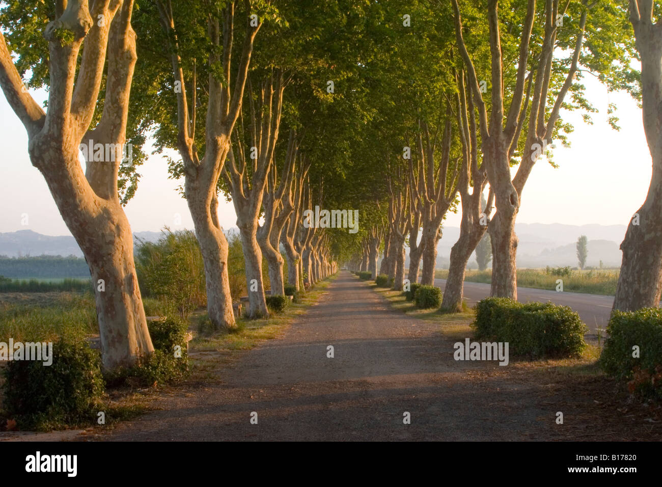 Plane Trees in South of France, Provence, an agricultural area noted ...