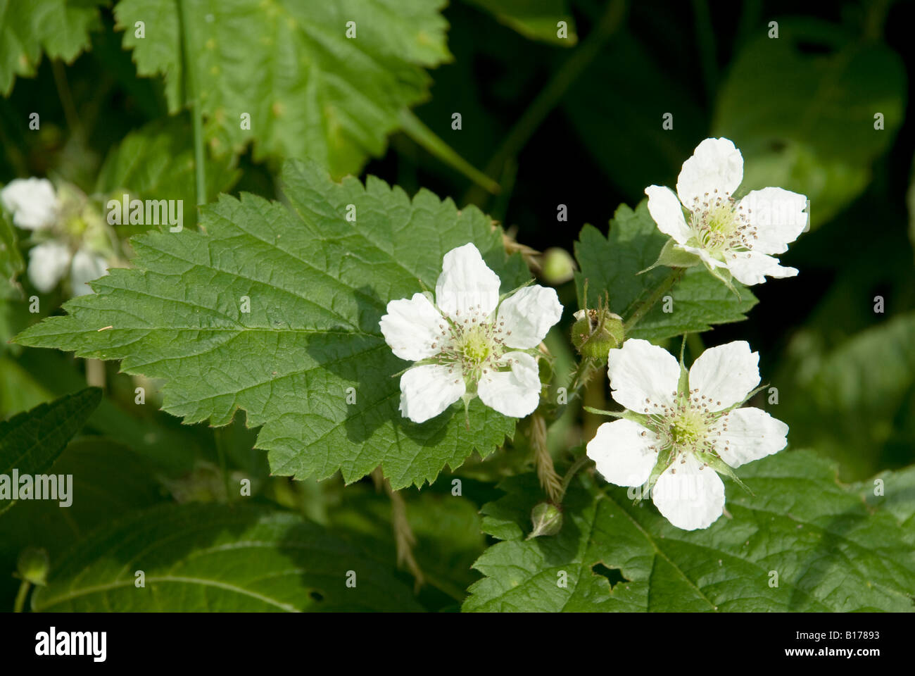 Rubus fruticosus hedge hi-res stock photography and images - Alamy