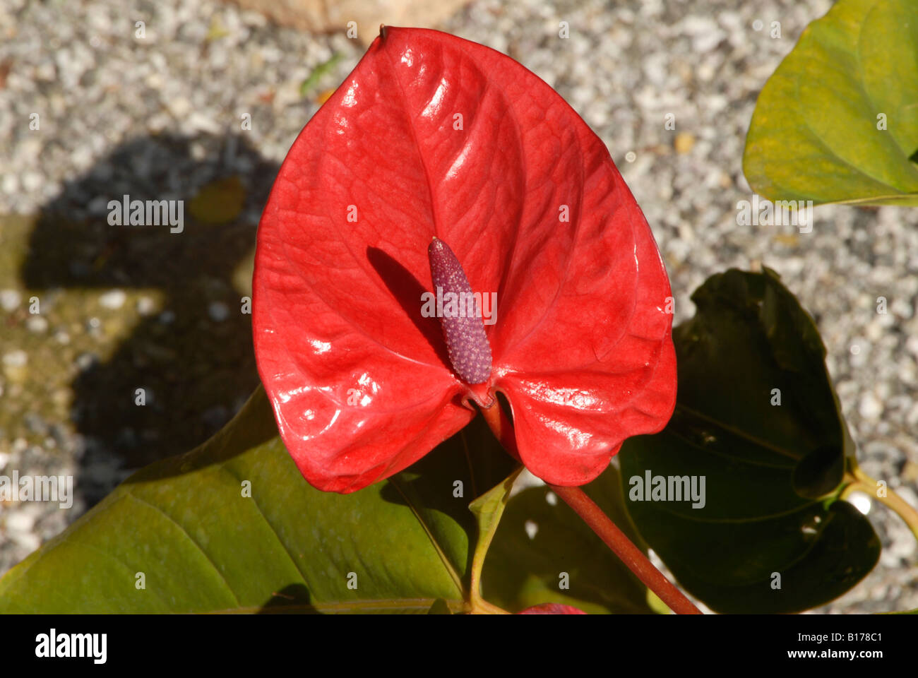 Anthurium flower india hi-res stock photography and images - Alamy
