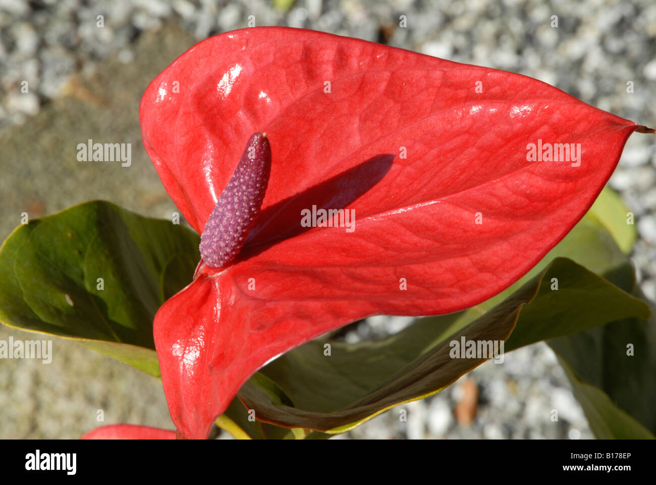 Anthurium flower india hi-res stock photography and images - Alamy