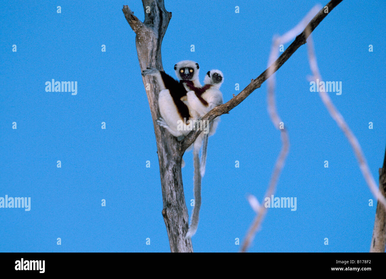 propitheque de coquerel propithecus verreauxi coquereli central ...