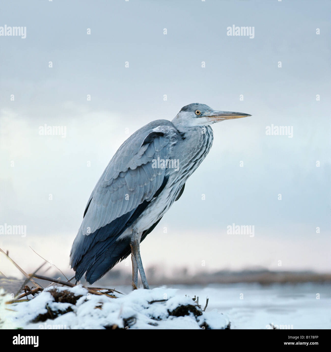 heron cendré Graureiher Grey Heron Ardea cinera hunting animals Ardidae ...