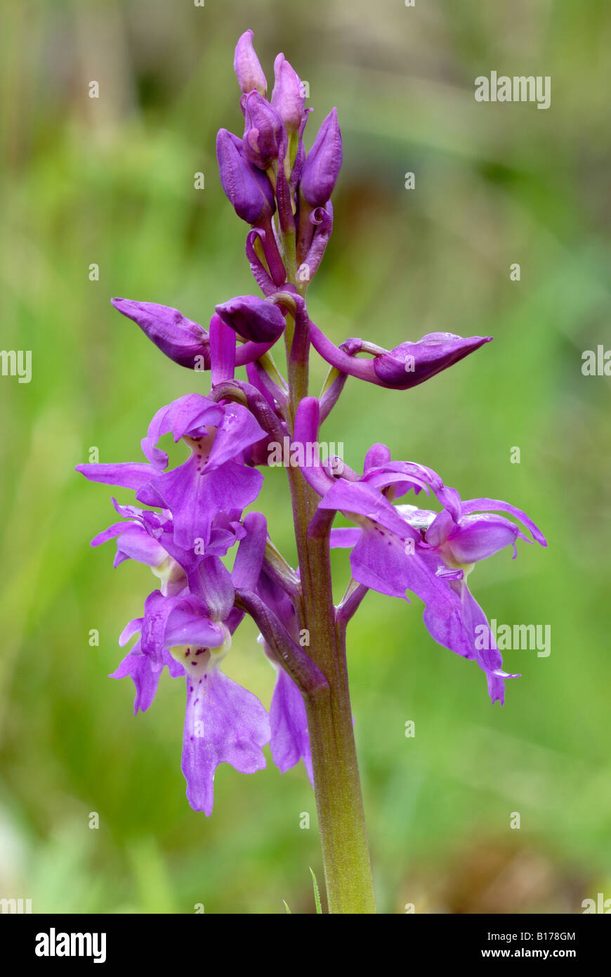 Early Purple Orchid Orchis mascula flower, Wales, UK Stock Photo - Alamy